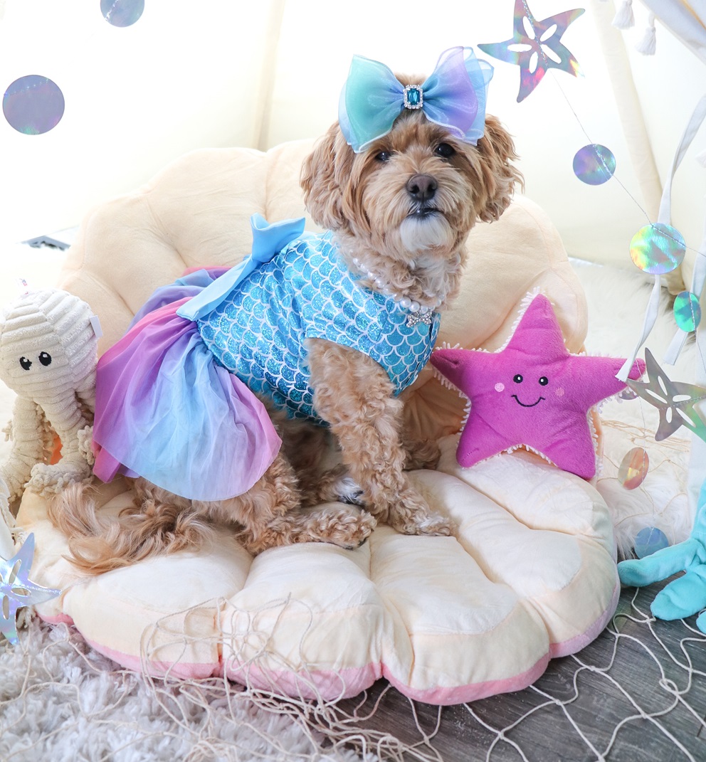Celebrating a Mermaid-Themed Birthday for Your Dog